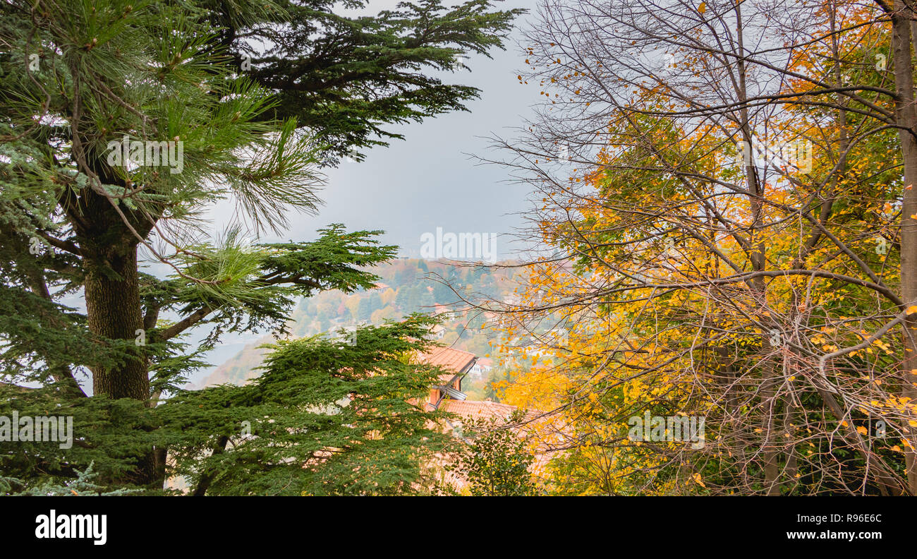 typical tree on the heights of Como in Italy overlooking the lake Stock ...