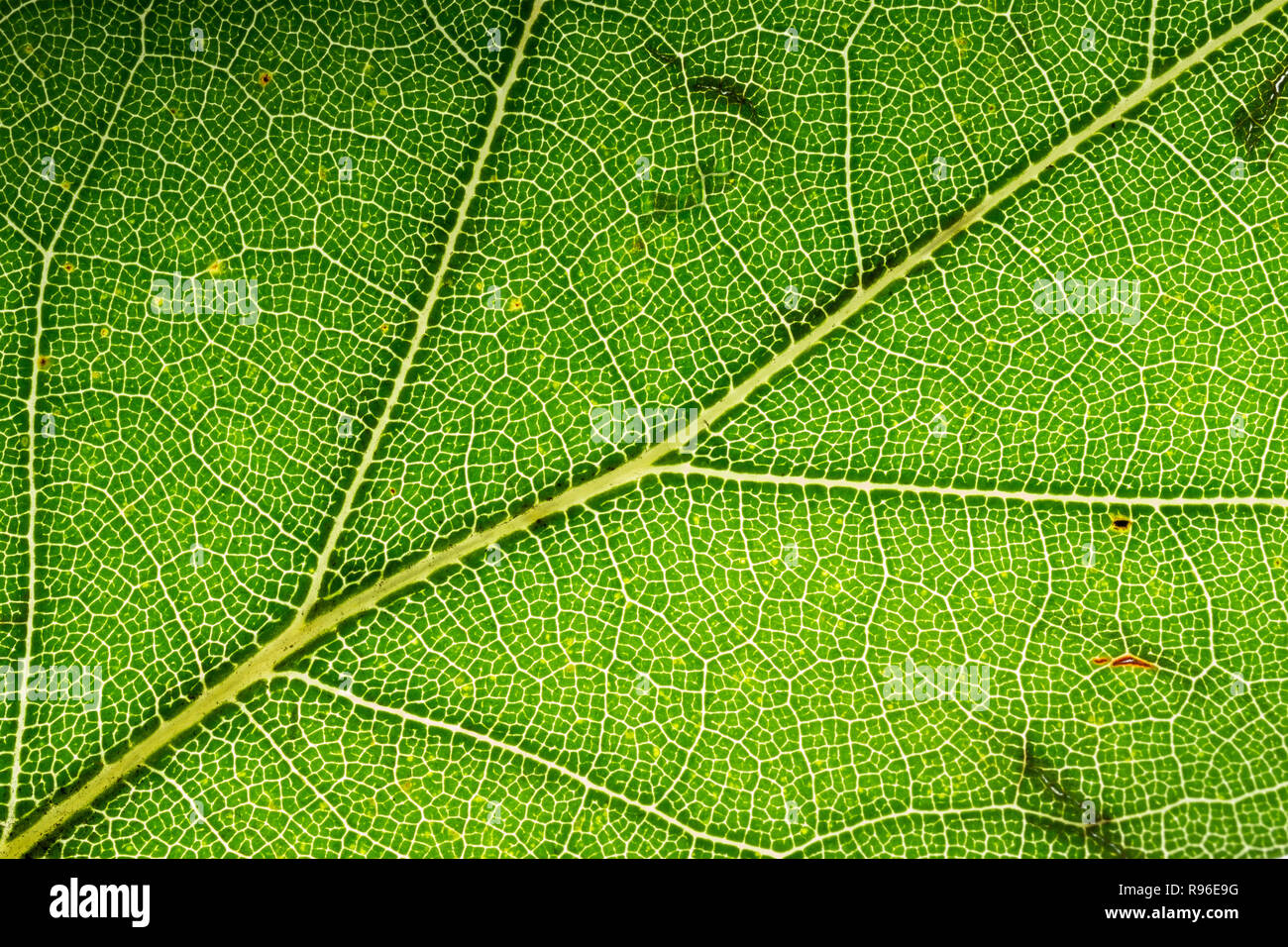 Red oak quercus rubra leaf macro shot from 1 inch / 2.5 cm. Cells ...