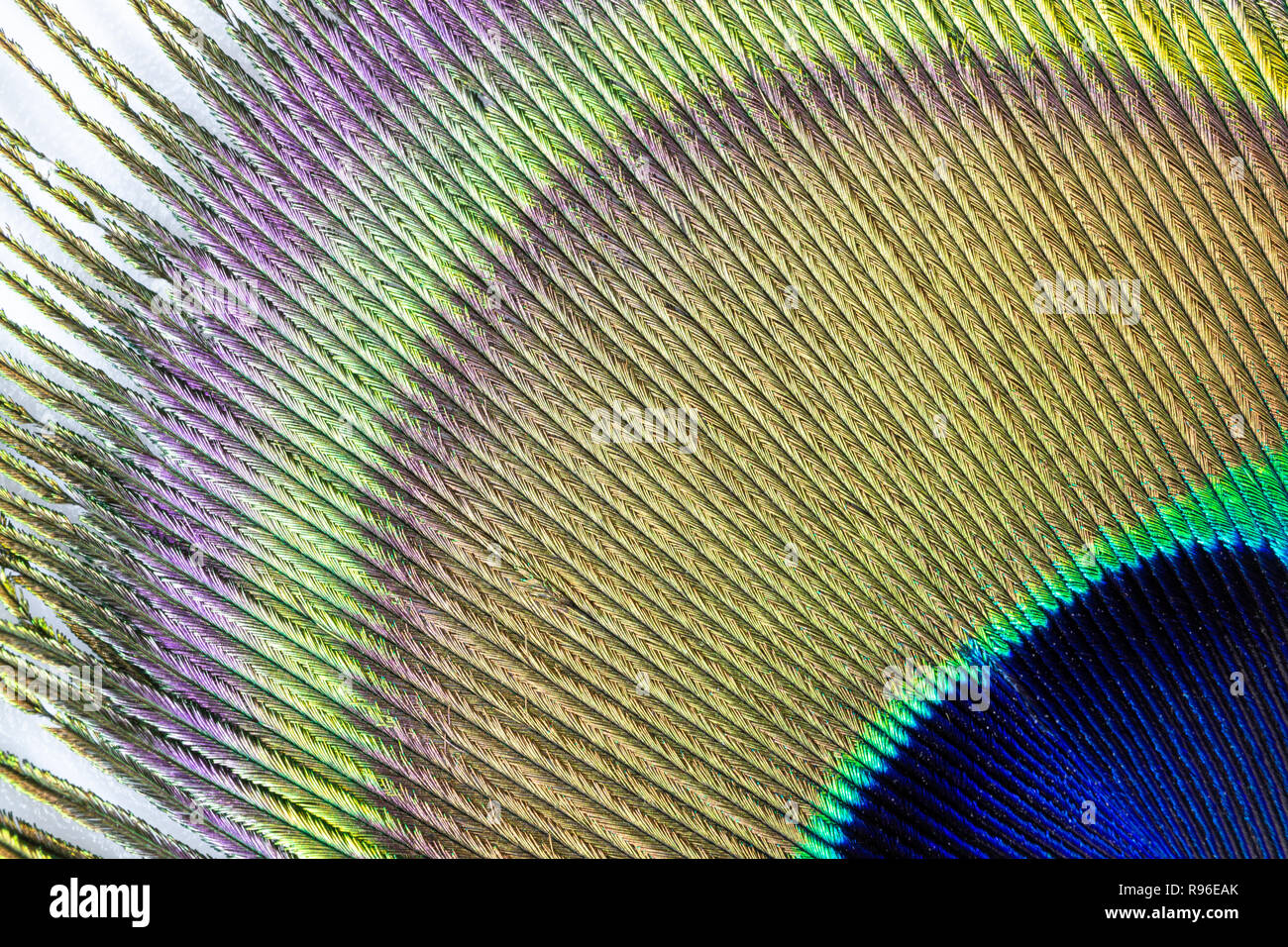 Feather structure hi-res stock photography and images - Alamy