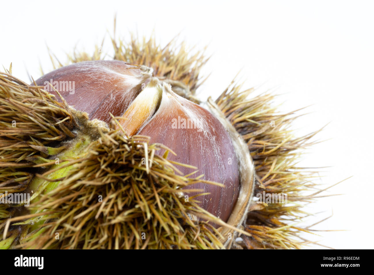 Sweet chestnut (Castanea sativa) open sheath with three seeds on white ...