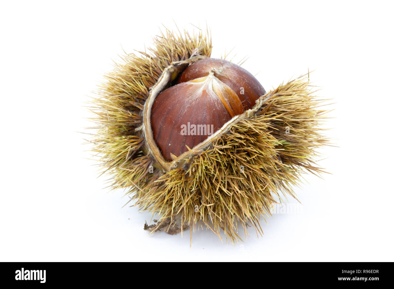 Sweet chestnut (Castanea sativa) open sheath with three seeds on white ...