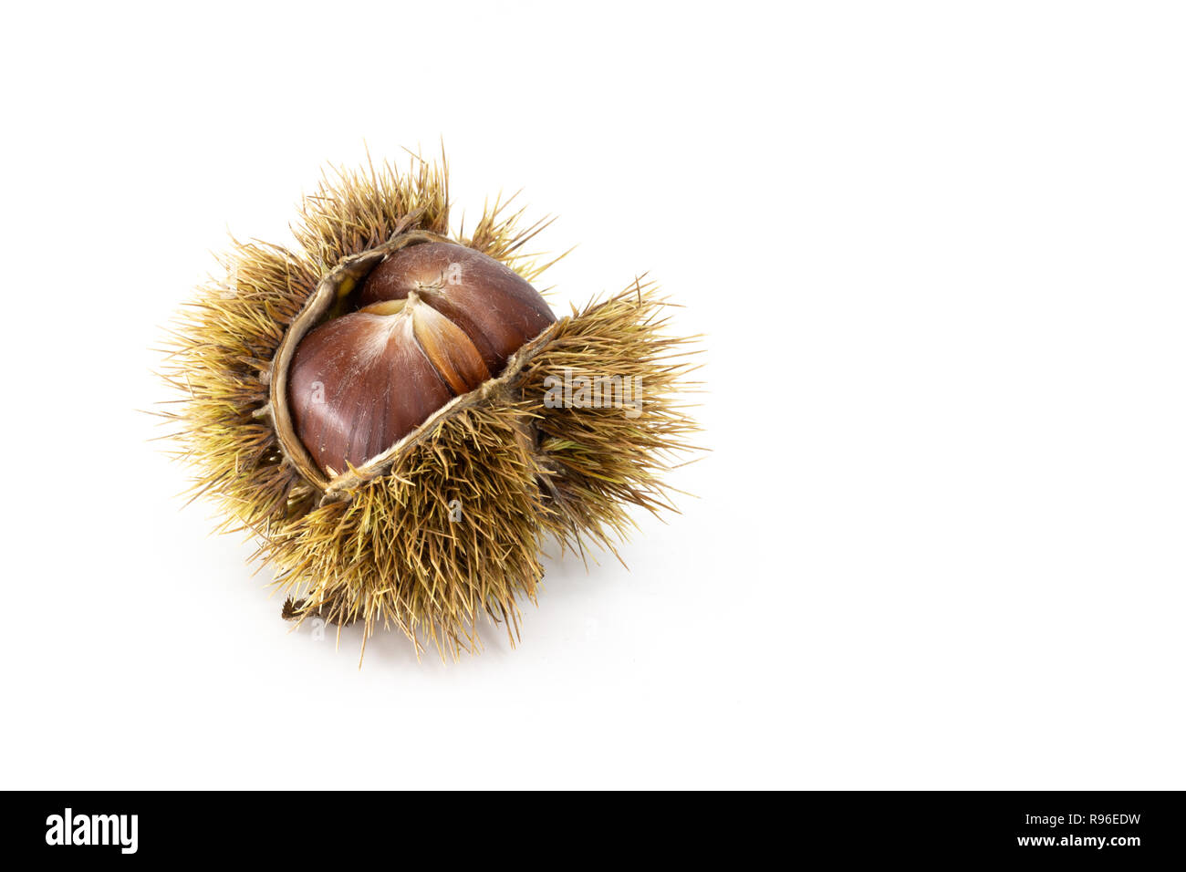 Sweet chestnut (Castanea sativa) half open sheath with three seeds ...