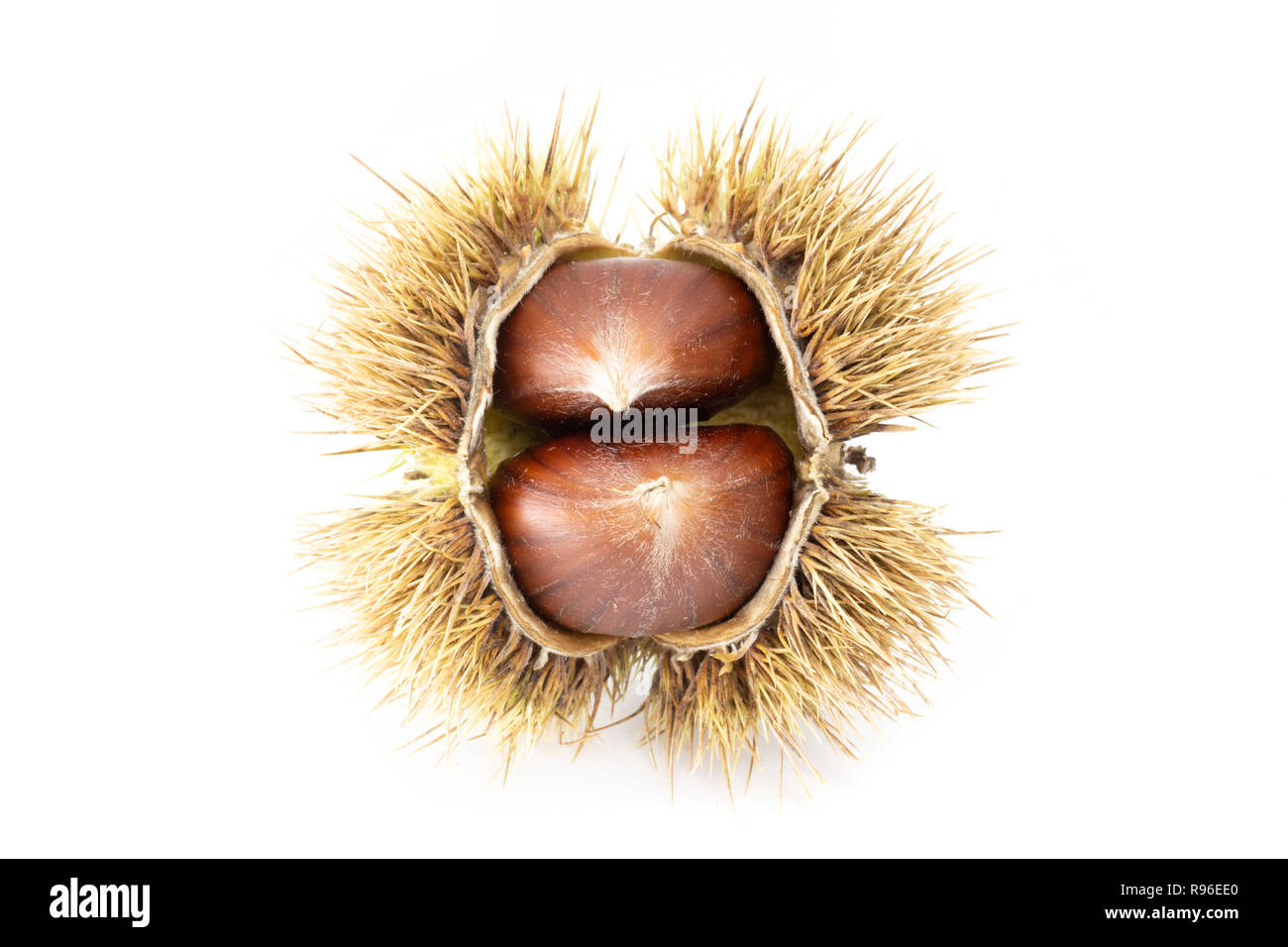 Sweet chestnut Castanea sativa open sheath with two seeds on white ...