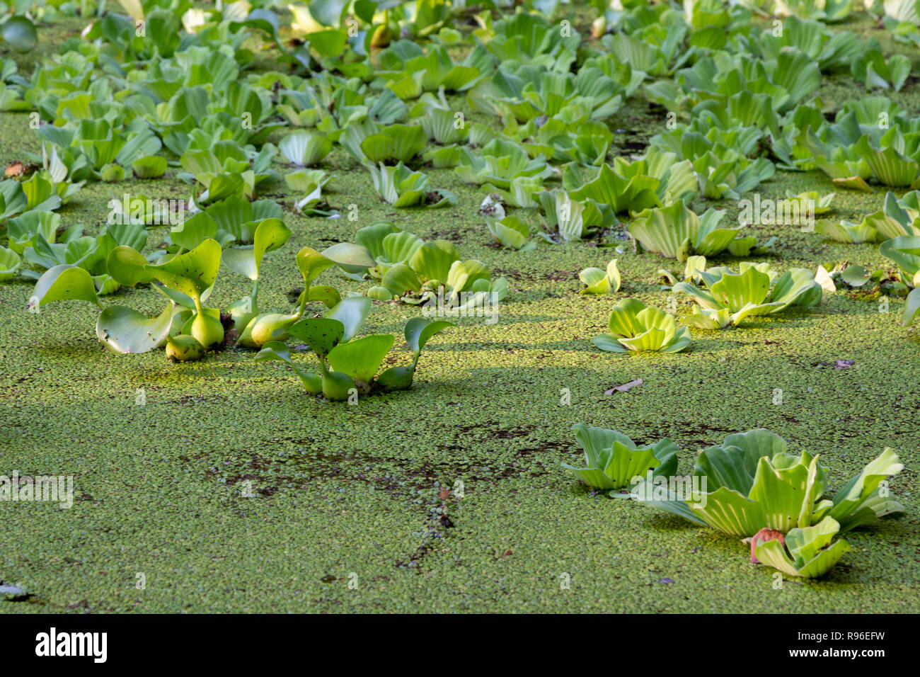 Water Hyacinth Invasive Stock Photos & Water Hyacinth Invasive Stock ...