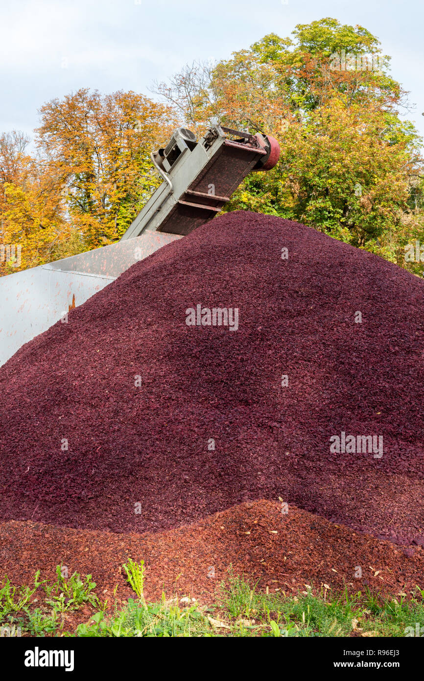 Pile of pomace remained after pressing Blue Frankish type of grapes to ...
