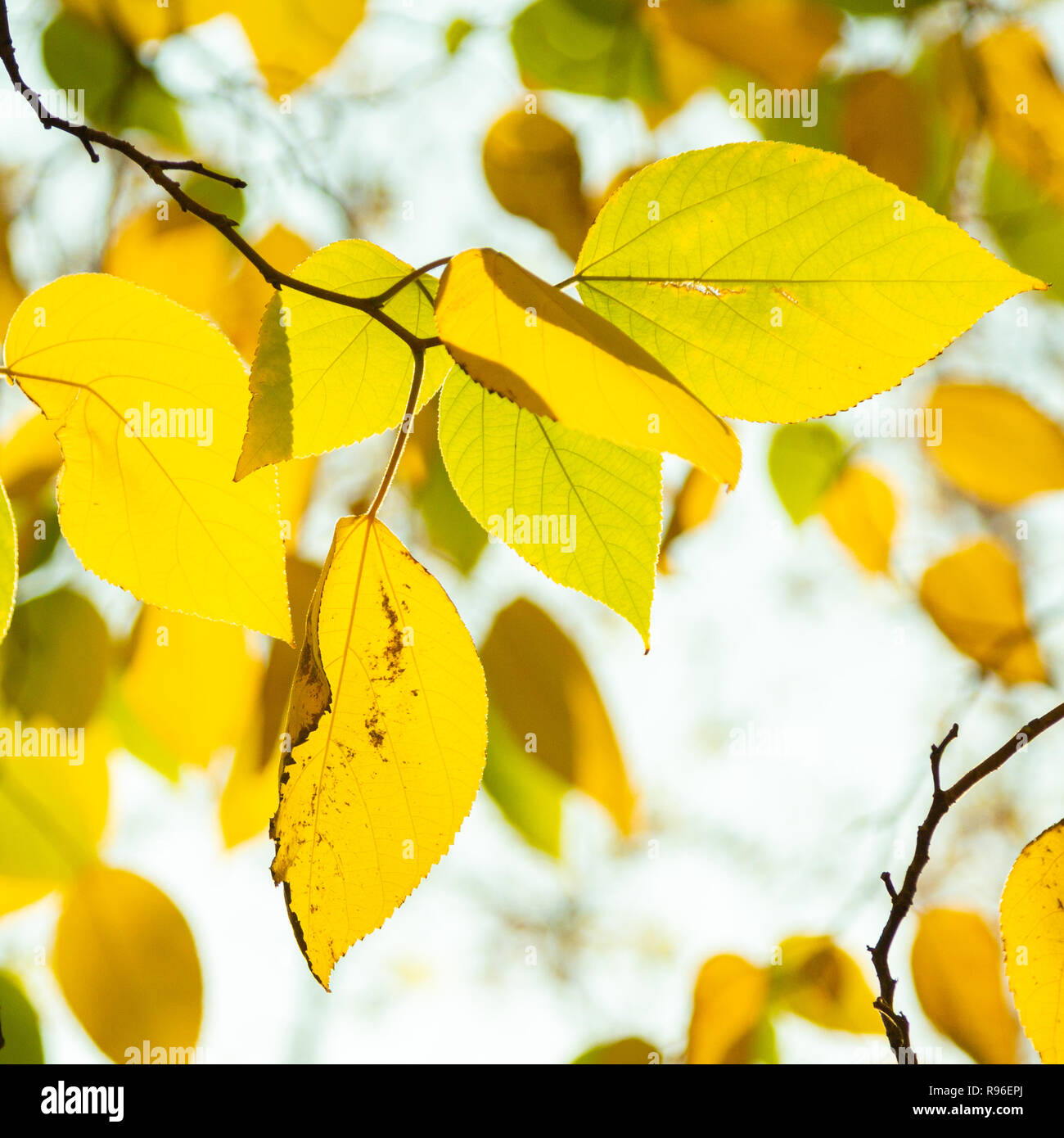 Broussonetia hi-res stock photography and images - Alamy