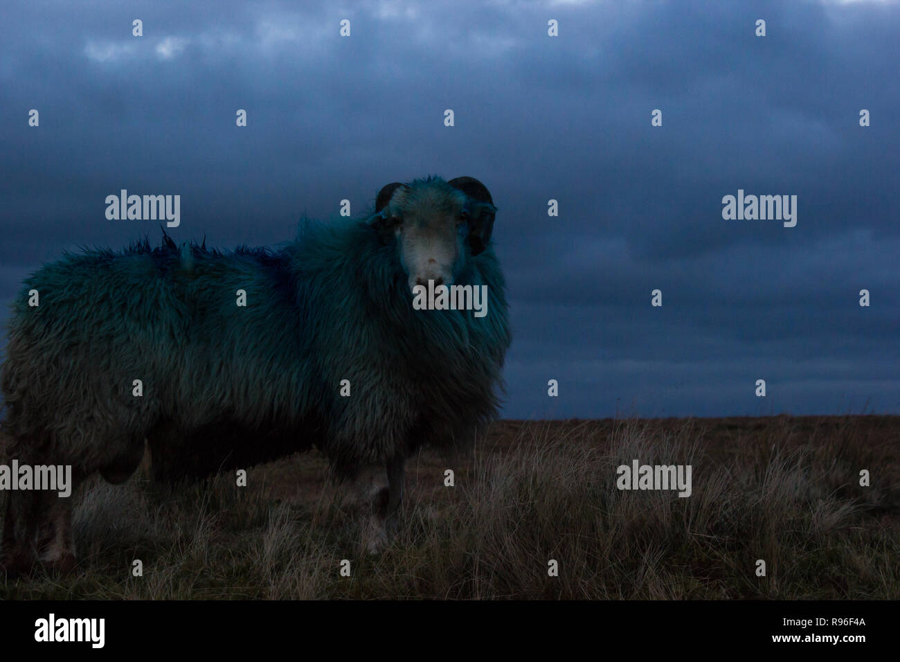 Solo subject hi-res stock photography and images - Alamy