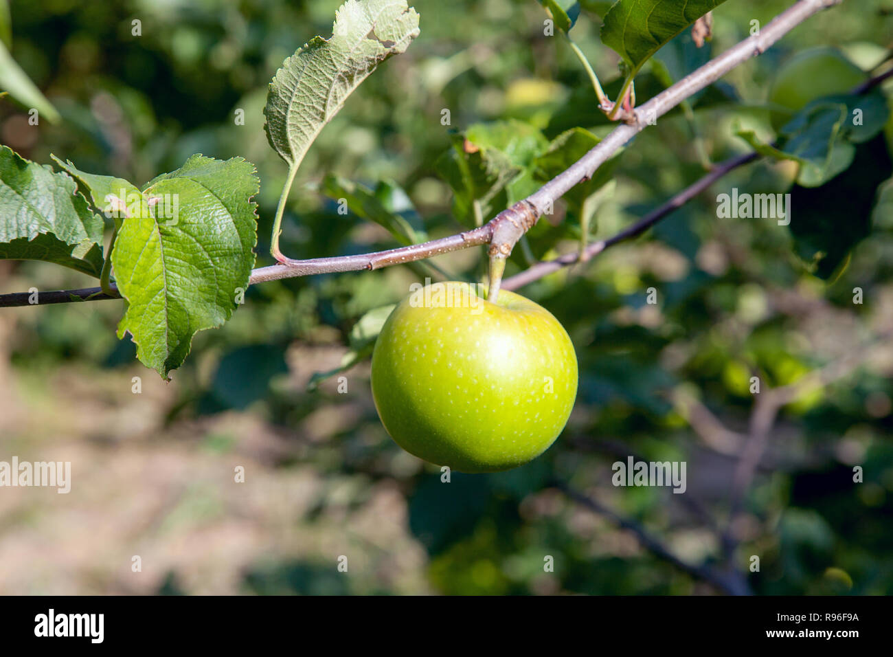 Close up view of the tree branch with organic apple on branch, fruits ...