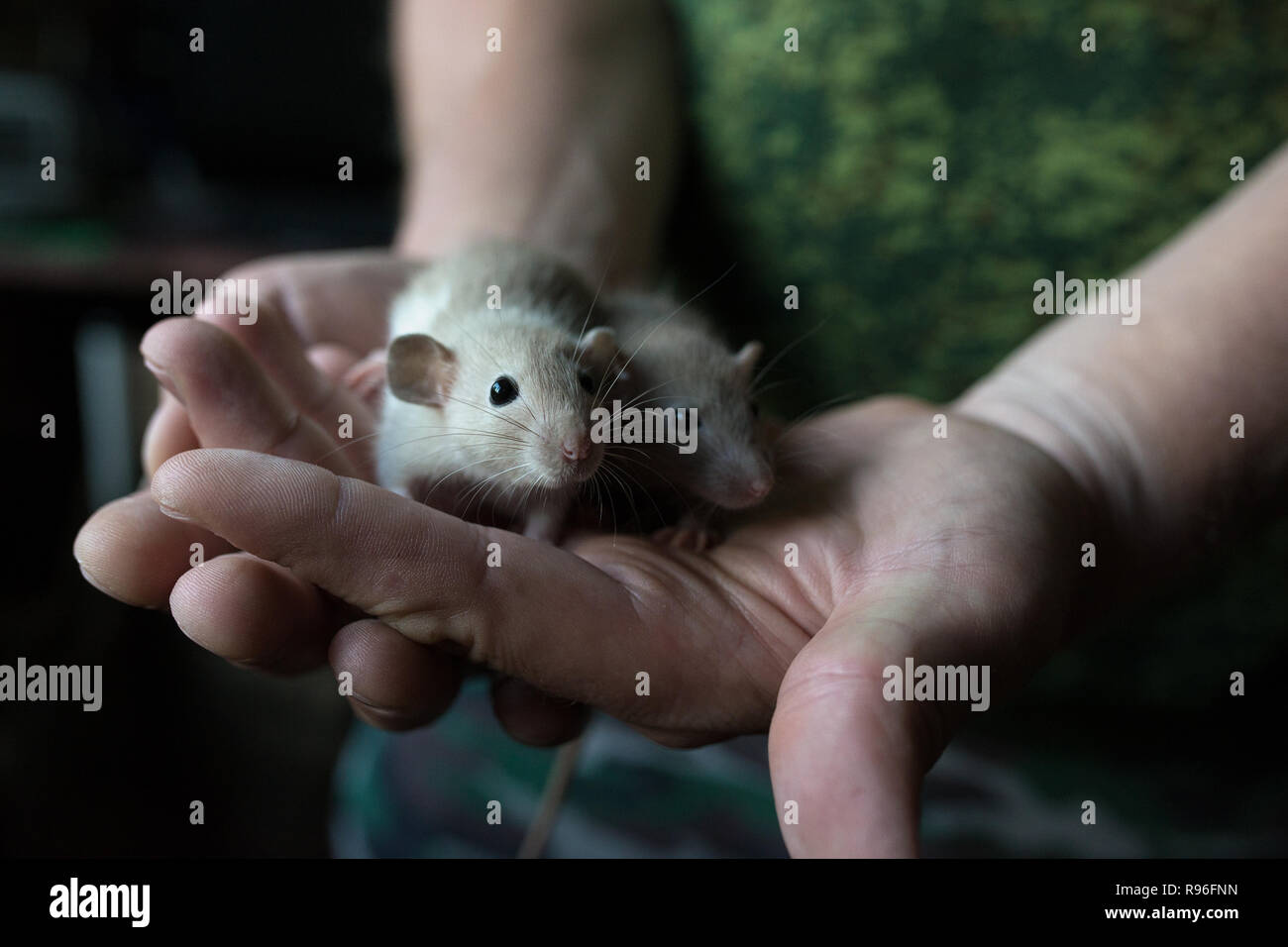 two little rats into strong caring men in the hands of military ...