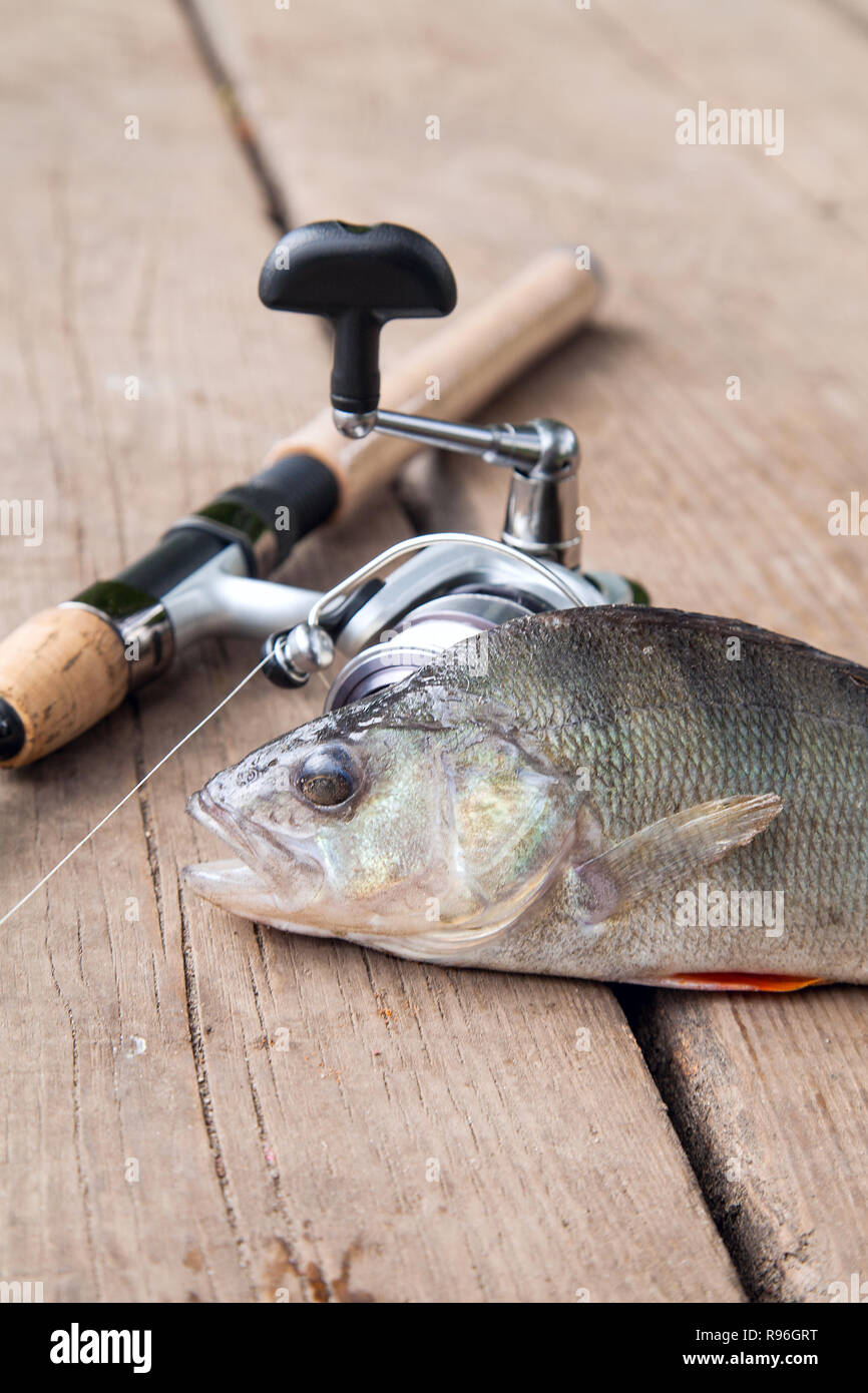 Freshwater perch and fishing rod with reel lying on vintage wooden ...
