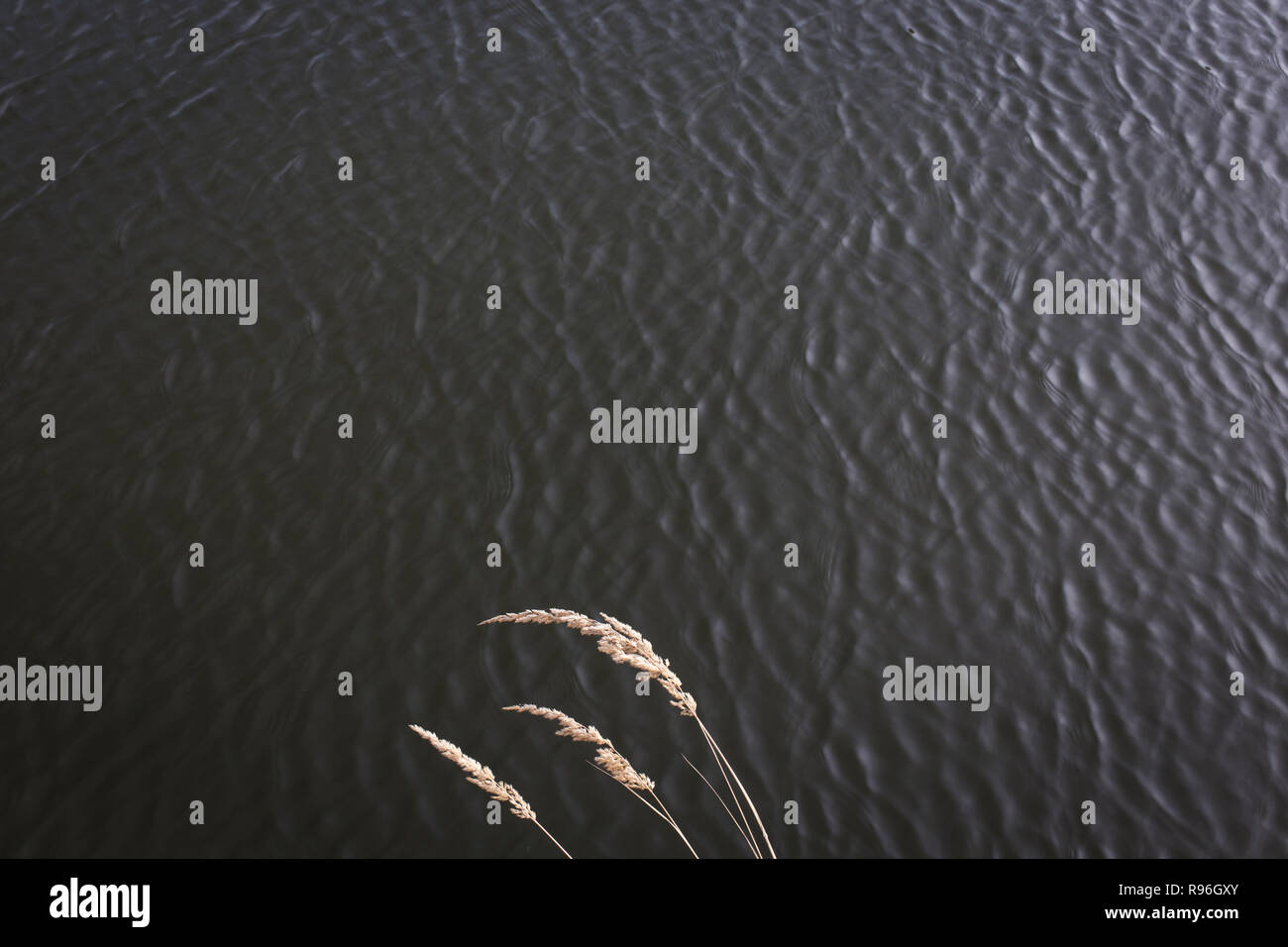 inspirational riverside scene waving reed Stock Photo - Alamy