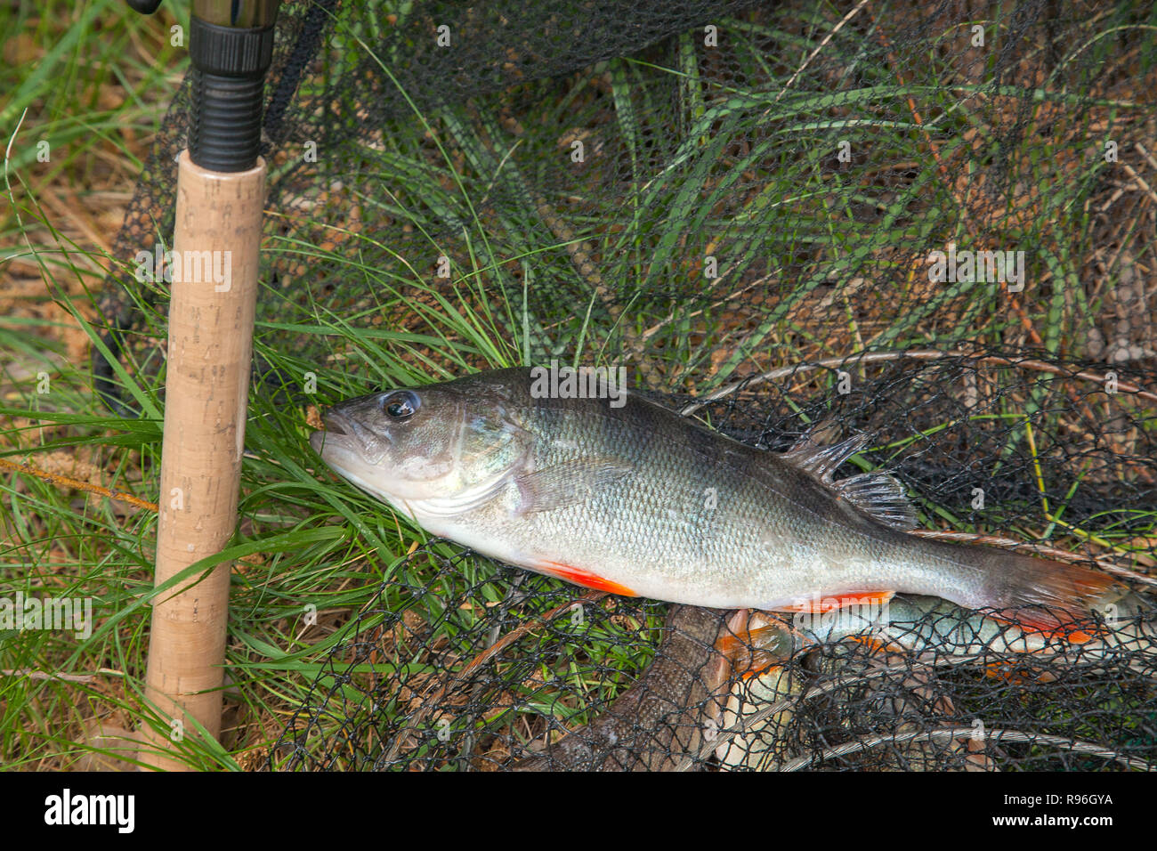 Freshwater perch and fishing rod with reel lying on landing net ...