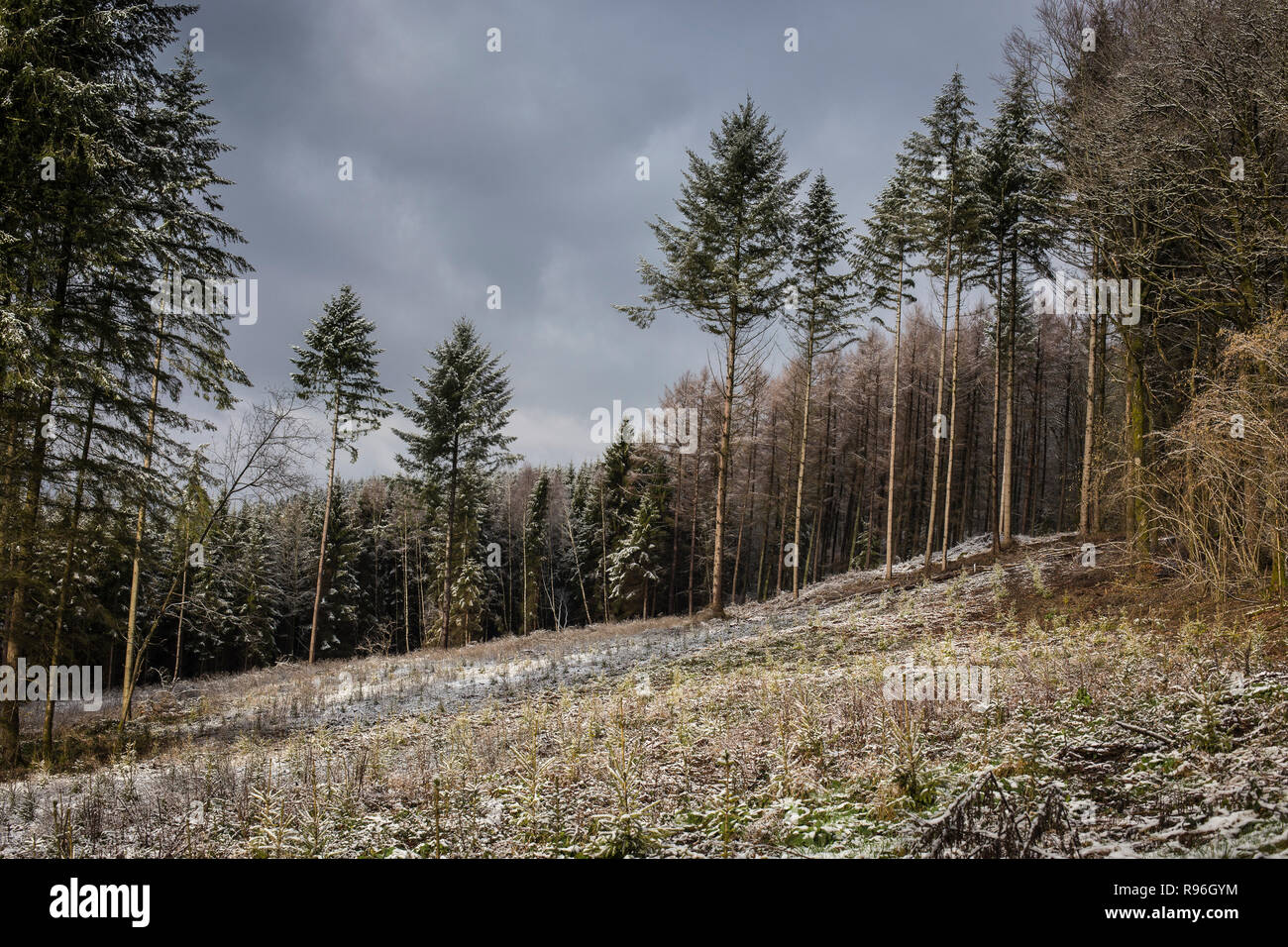 sun snowy landscape pine trees hillside Stock Photo - Alamy