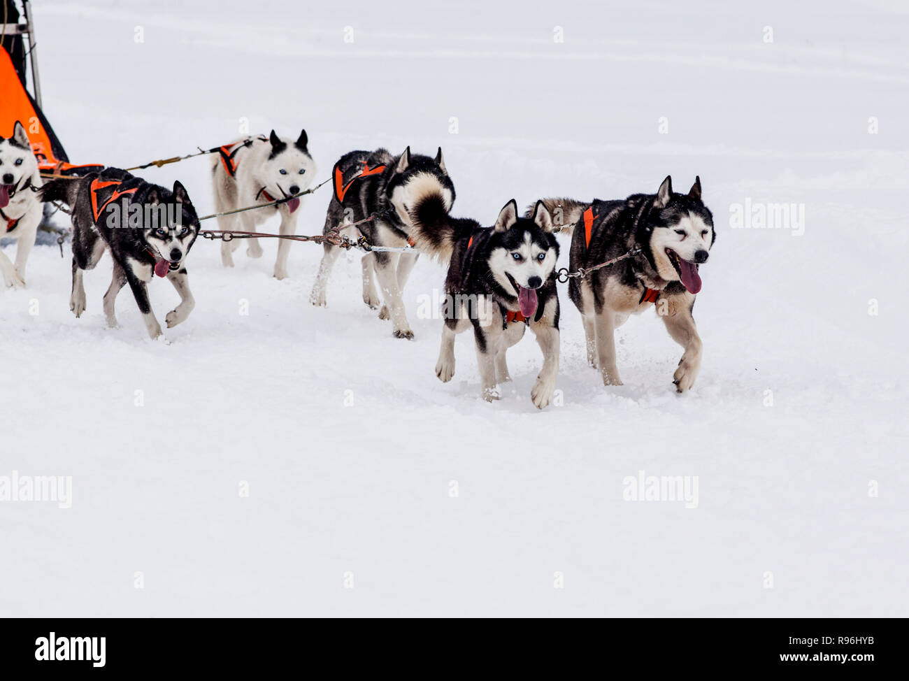 Huskies alaska musher hi-res stock photography and images - Alamy