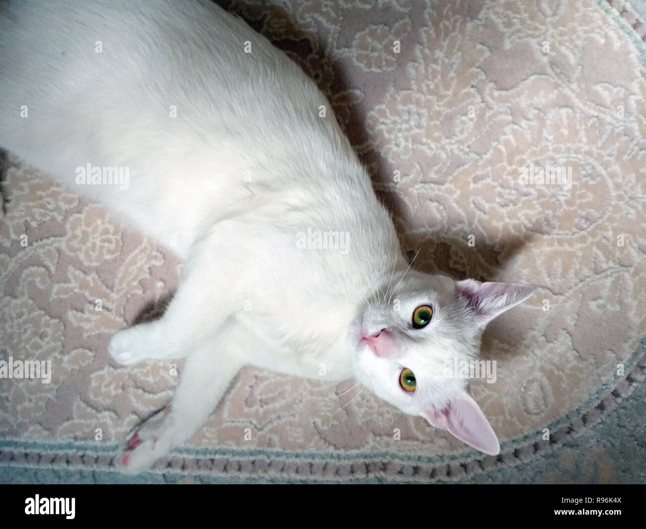 Red and white cat and scratching post white cat nature Stock Photo - Alamy