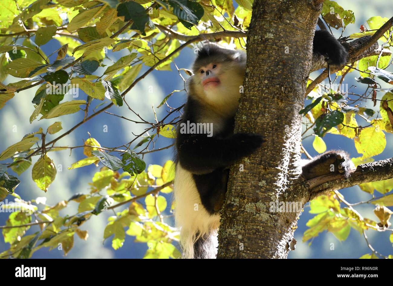 (181220) -- BEIJING, Dec. 20, 2018 (Xinhua) -- Photo taken on Nov. 3 ...