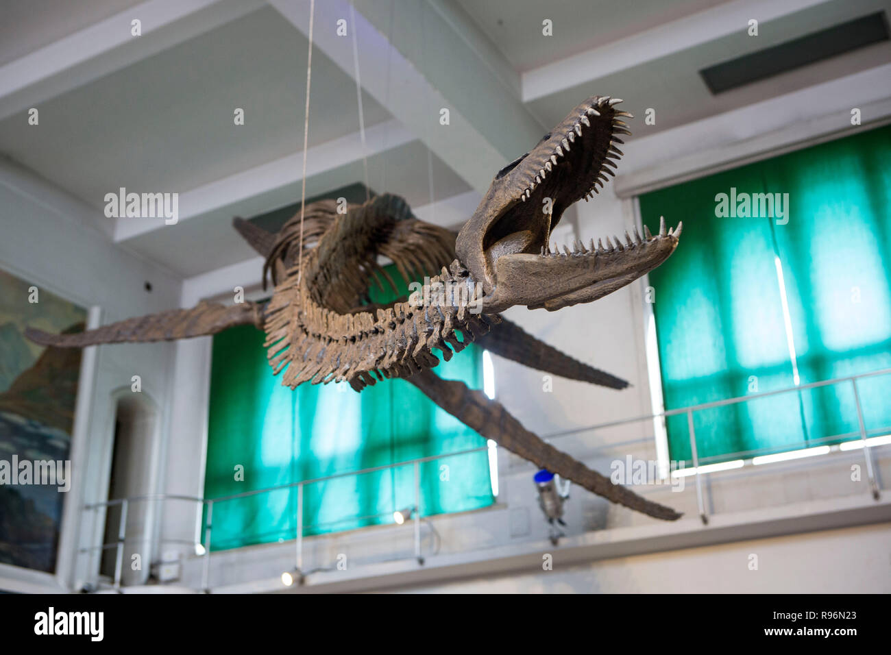 Plesiosaur skeleton in a museum hi-res stock photography and images - Alamy