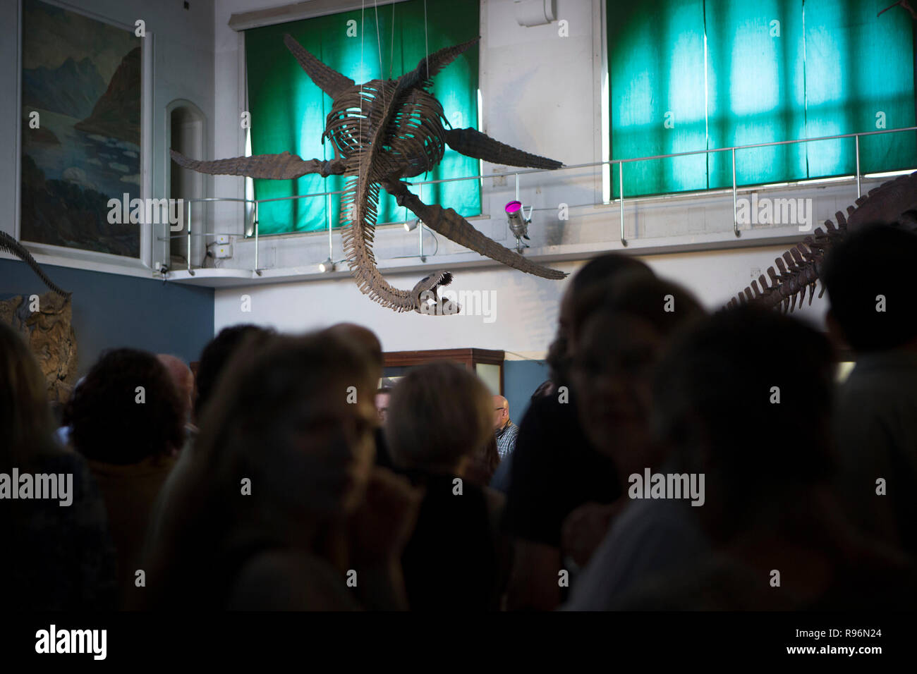 Plesiosaur skeleton in a museum hi-res stock photography and images - Alamy