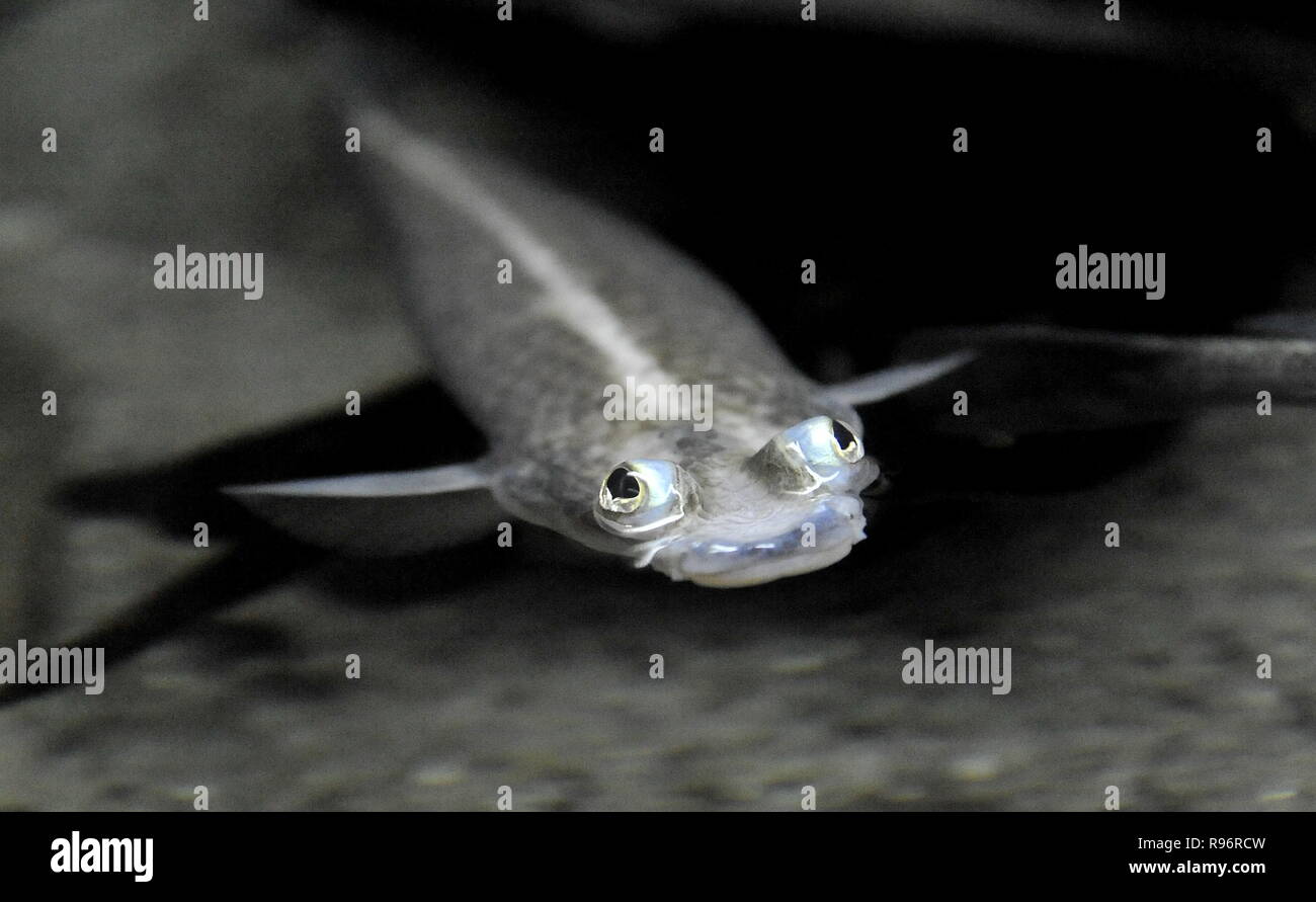 Anableps anableps hi-res stock photography and images - Alamy