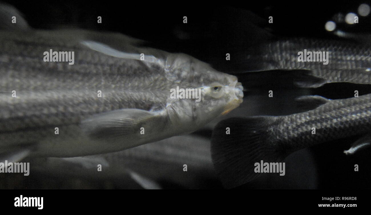 Anableps eyes hi-res stock photography and images - Alamy