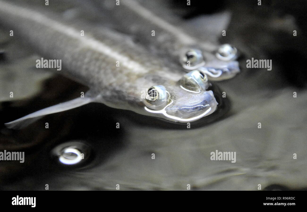 Brno, Czech Republic. 20th Dec, 2018. South American fish Four-eyes ...