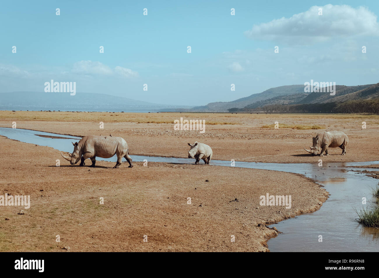 Endangered family of rhinos seen crossing a river at Nakuru National ...