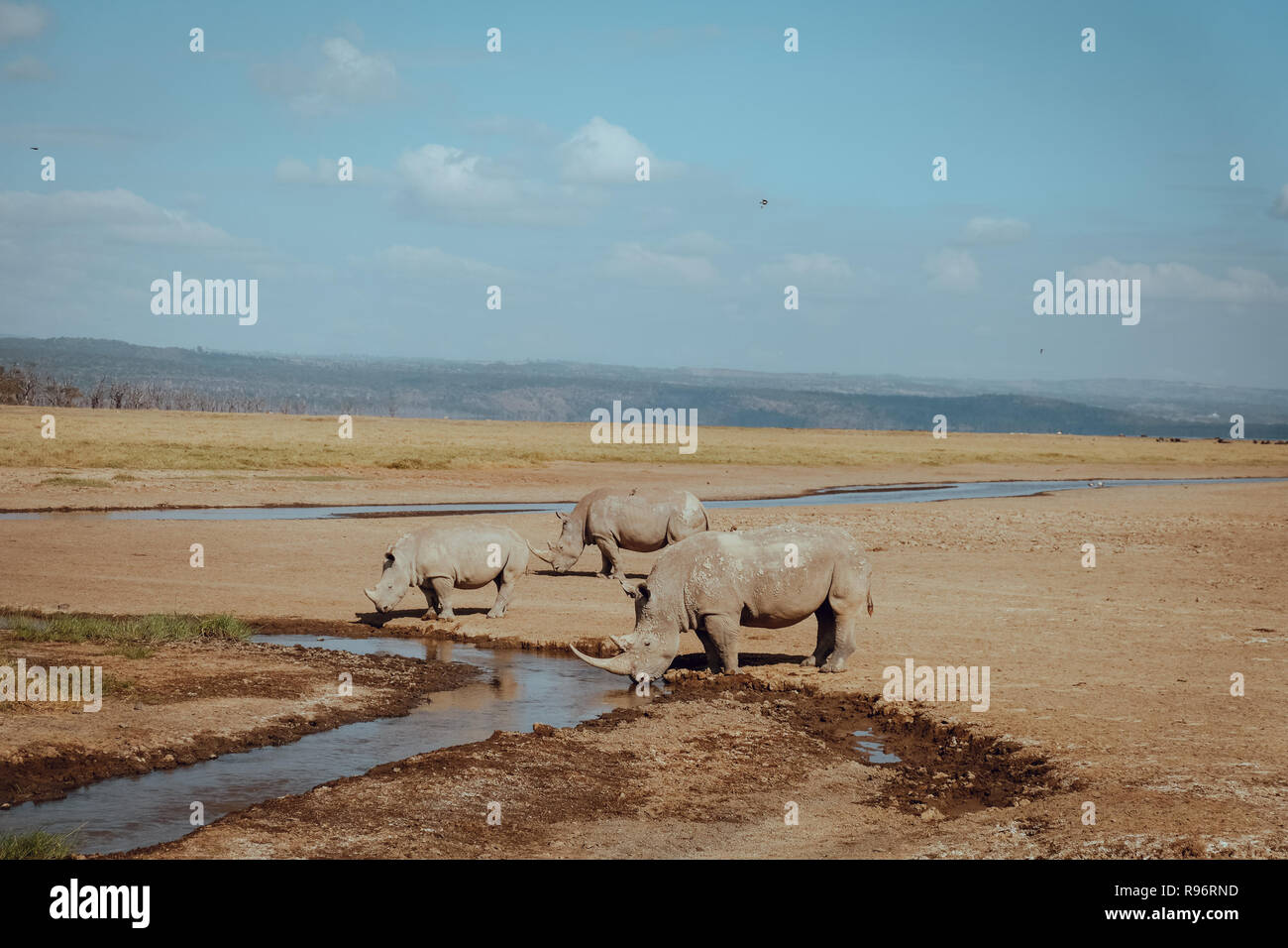 Endangered family of rhinos are seen drinking water from a river ...