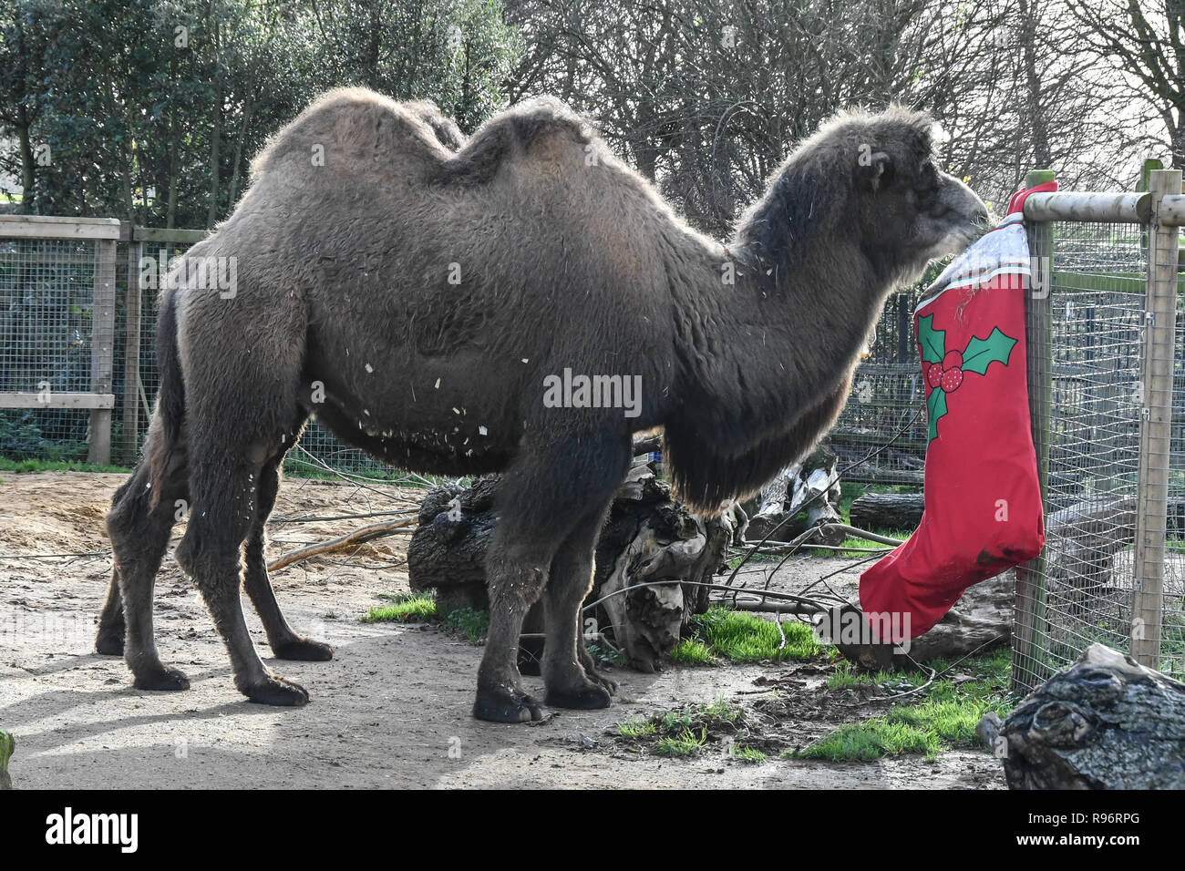 Super giant animals hi-res stock photography and images - Alamy