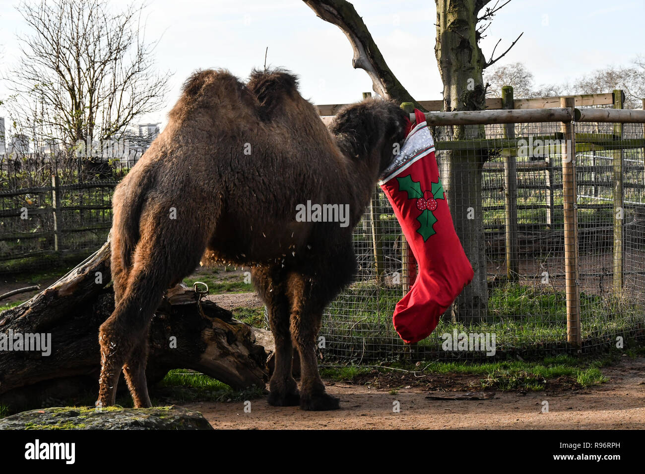 Super giant animals hi-res stock photography and images - Alamy