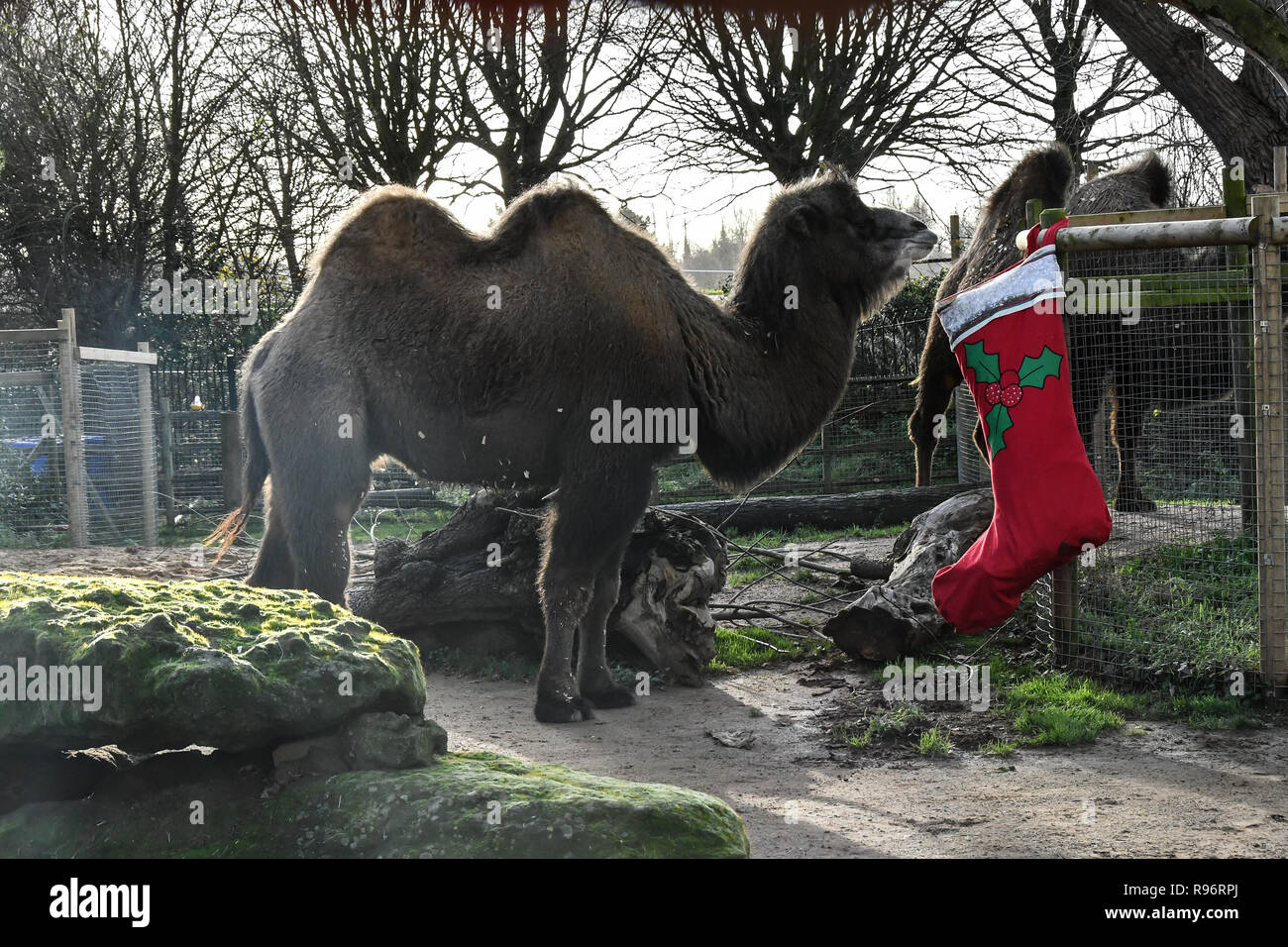 Super giant animals hi-res stock photography and images - Alamy