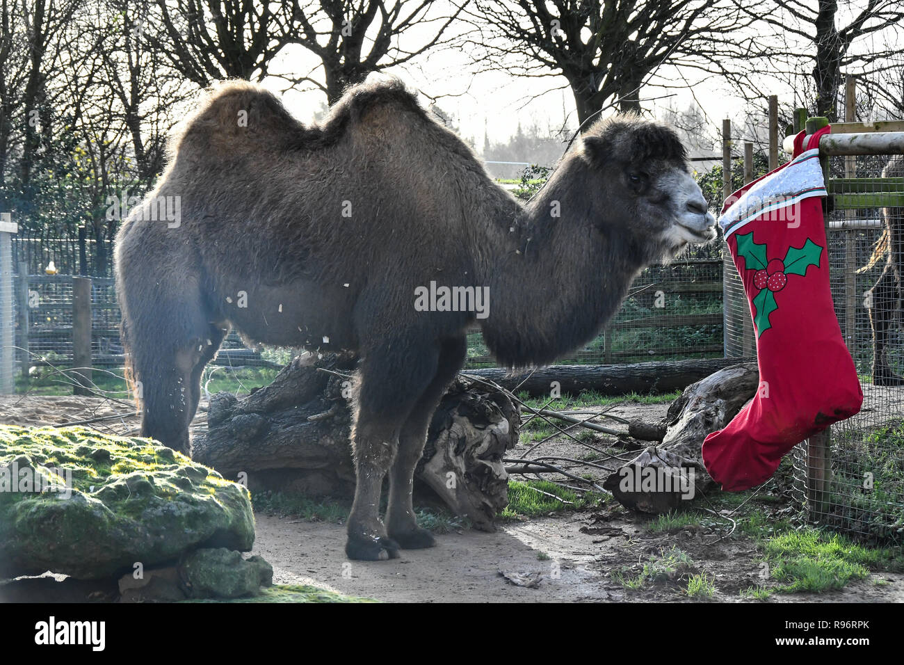 Super giant animals hi-res stock photography and images - Alamy