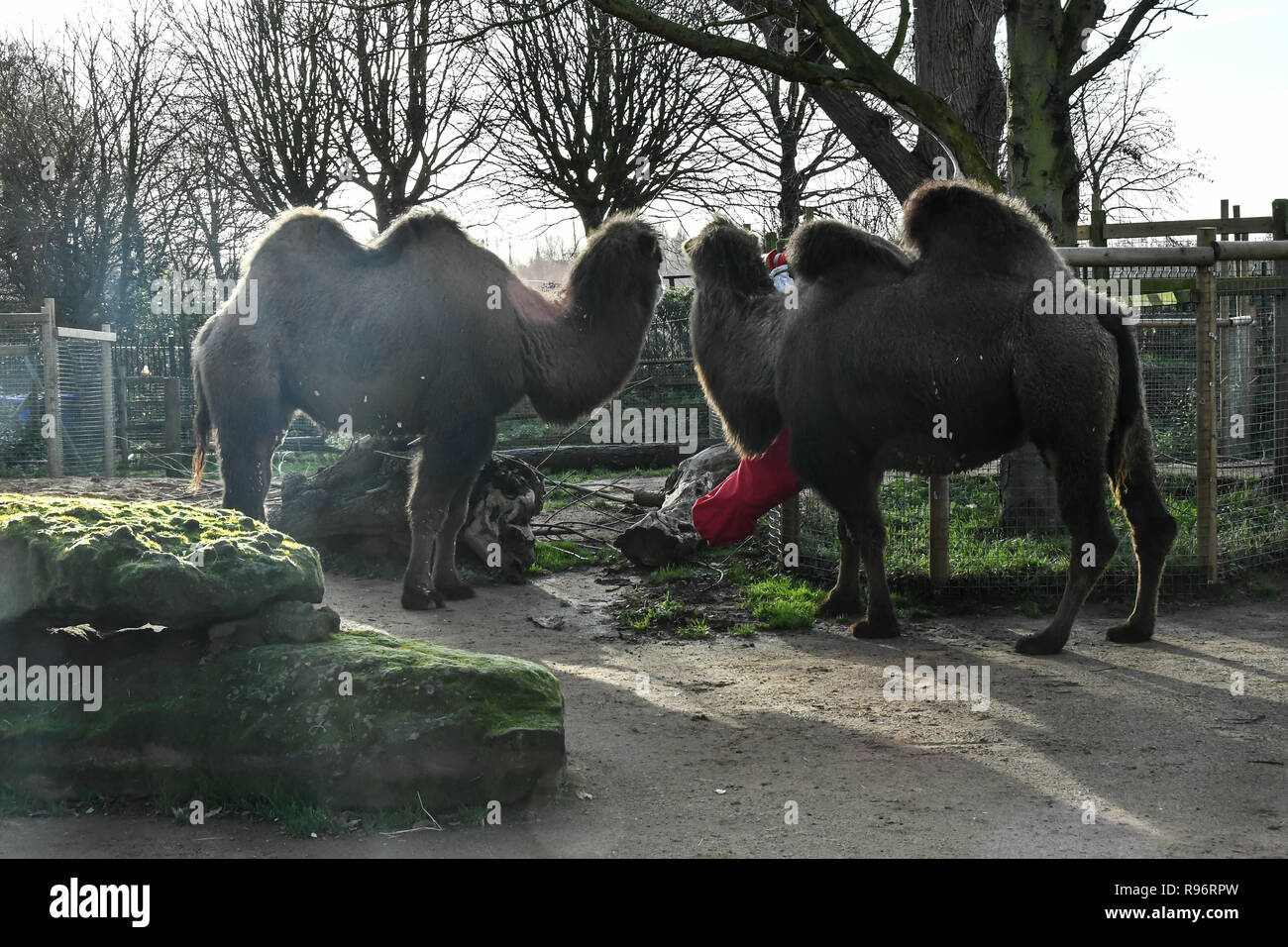 Super giant animals hi-res stock photography and images - Alamy