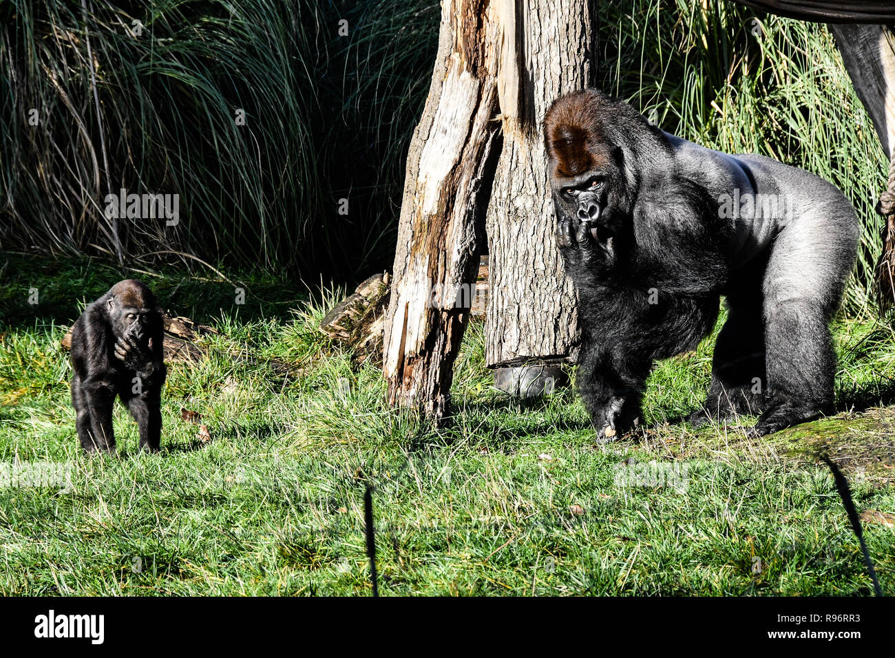 Super giant animals hi-res stock photography and images - Alamy