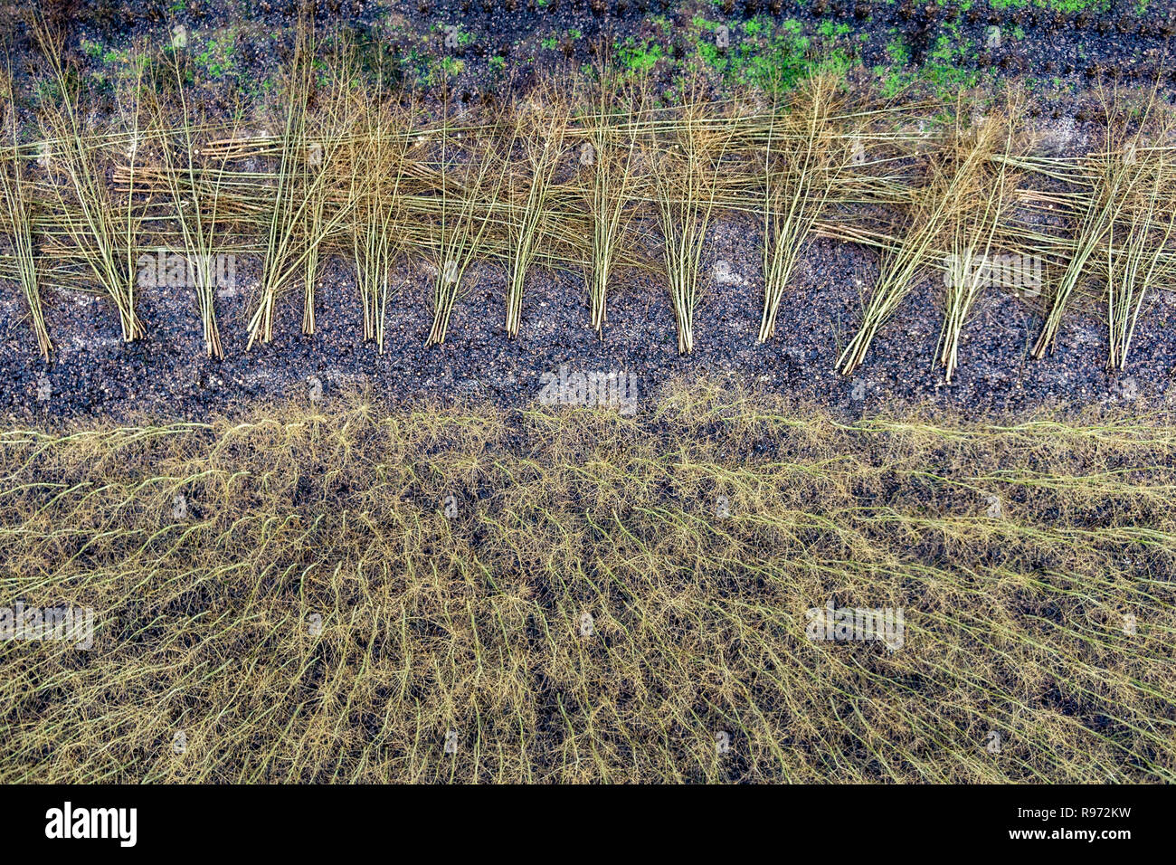 Altdorf, Germany. 20th Dec, 2018. Poplars are cut down and lie next to ...