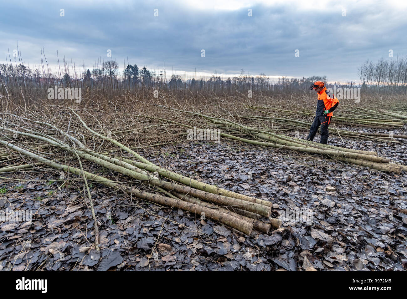 Altdorf, Germany. 20th Dec, 2018. Poplars from a short rotation ...