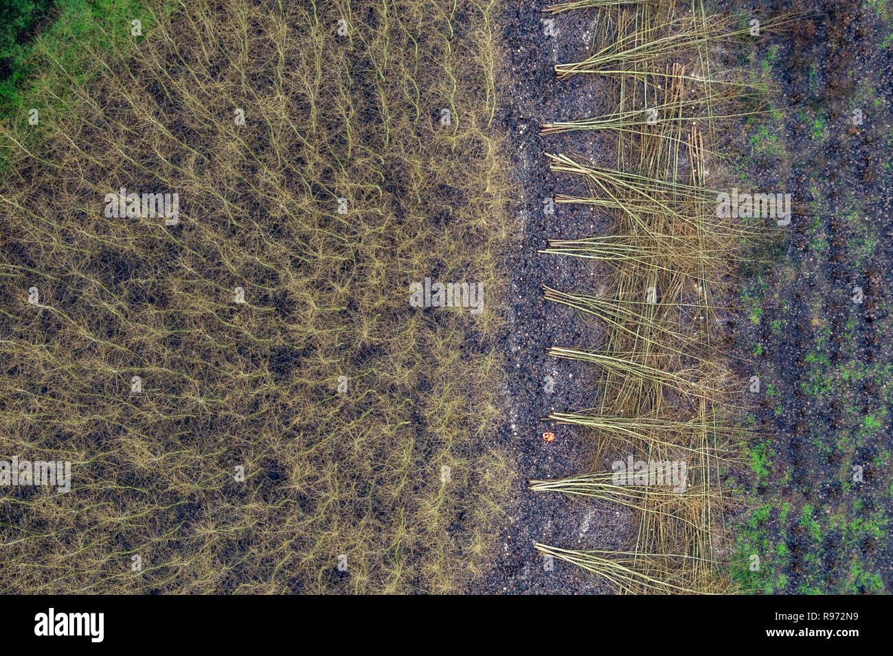 Altdorf, Germany. 20th Dec, 2018. Poplars are cut down and lie next to ...