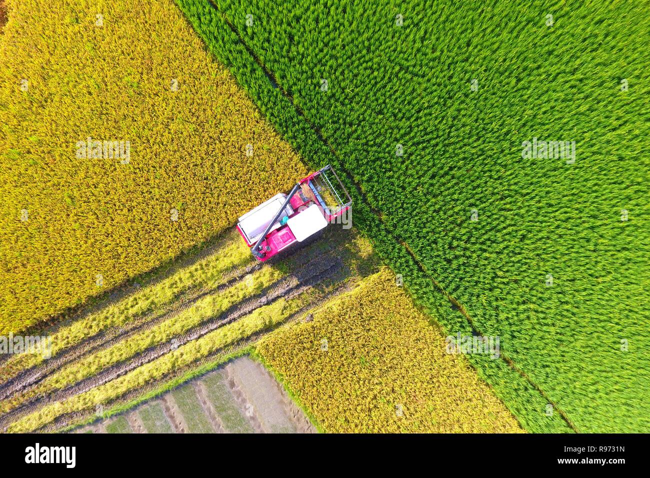 Rice field china machines hi-res stock photography and images - Alamy