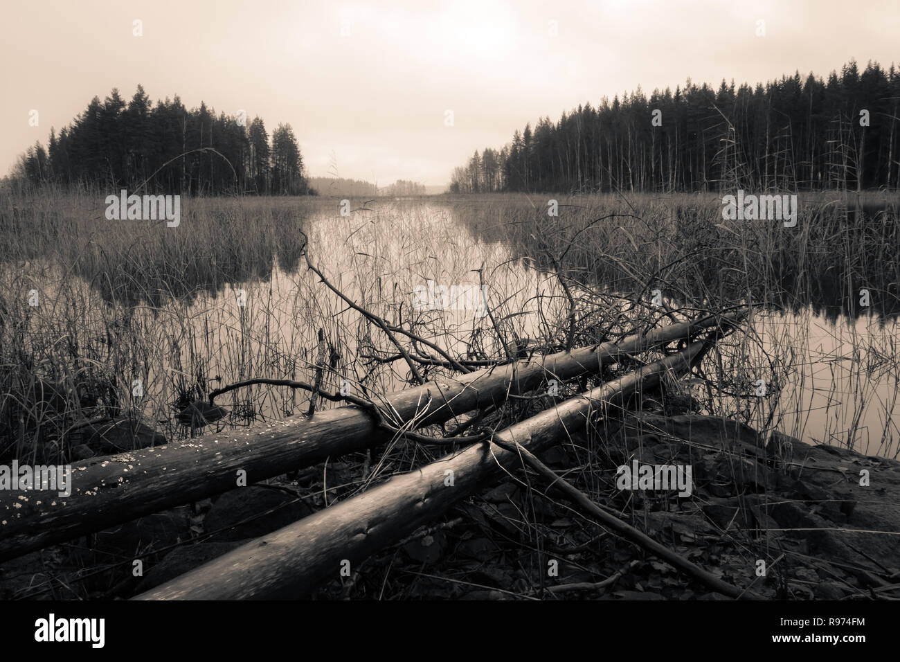 Dead trees in a lake hi-res stock photography and images - Alamy