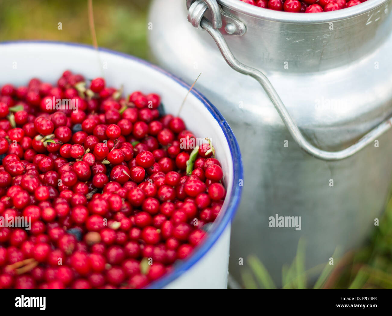 Red lingonberries stored in nostalgic buckets after berry picking with ...