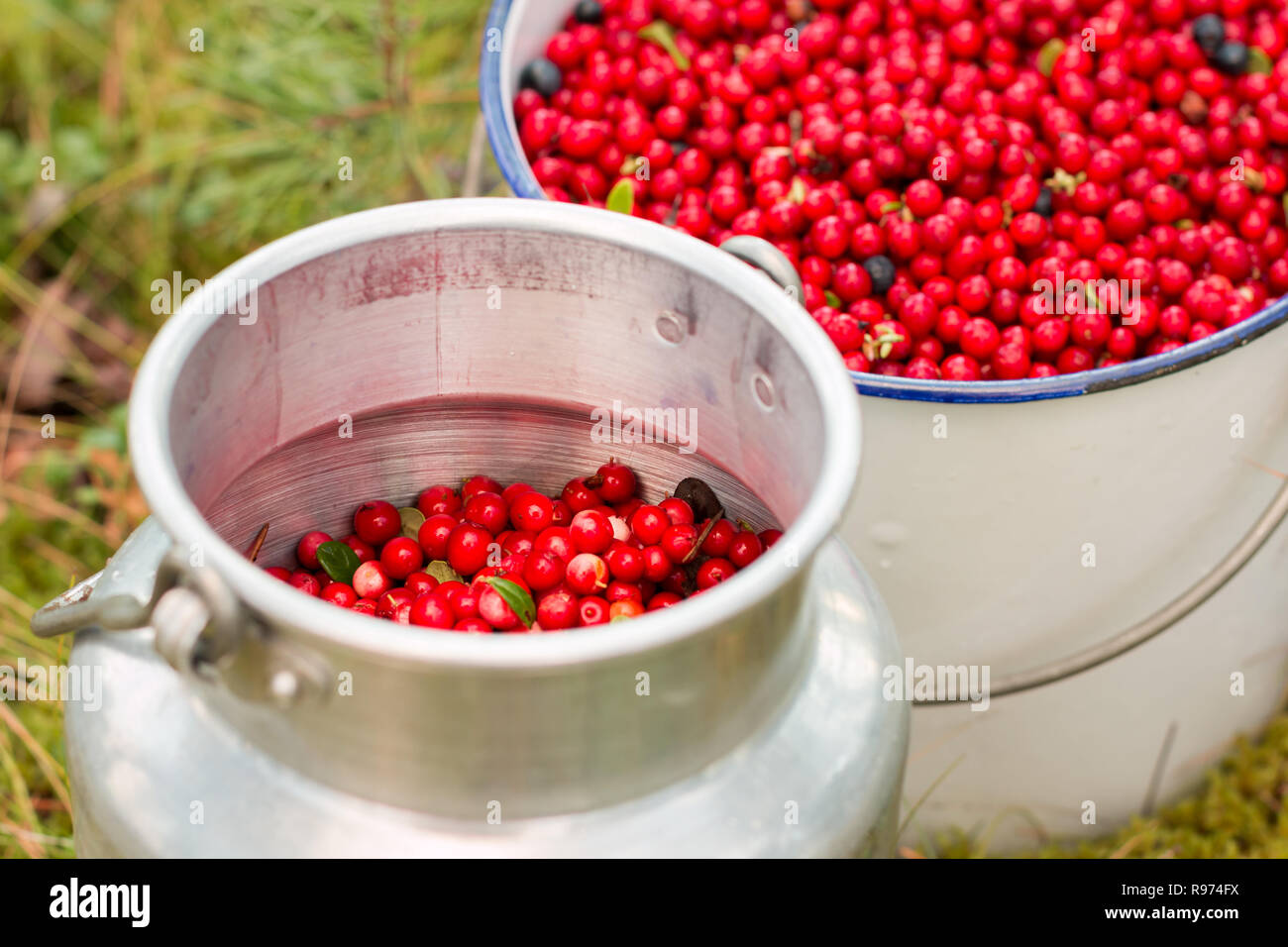 Red lingonberries stored in nostalgic buckets after berry picking Stock ...