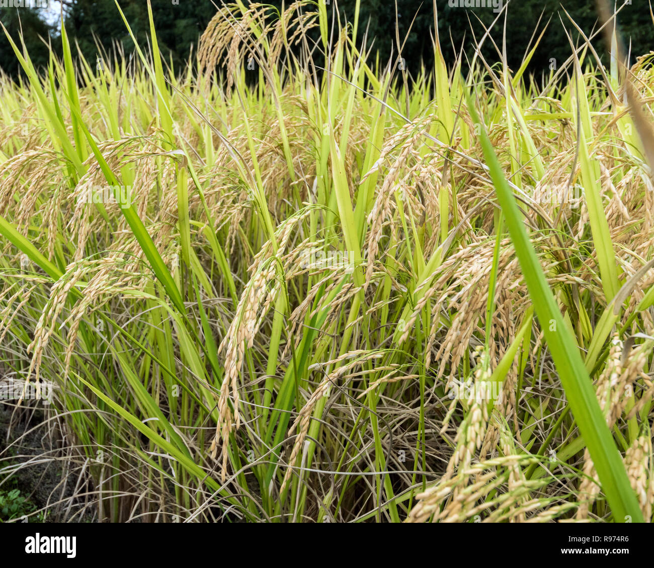 Rice ready for harvest near the Memorial Arches, Tanque, Shenxian ...