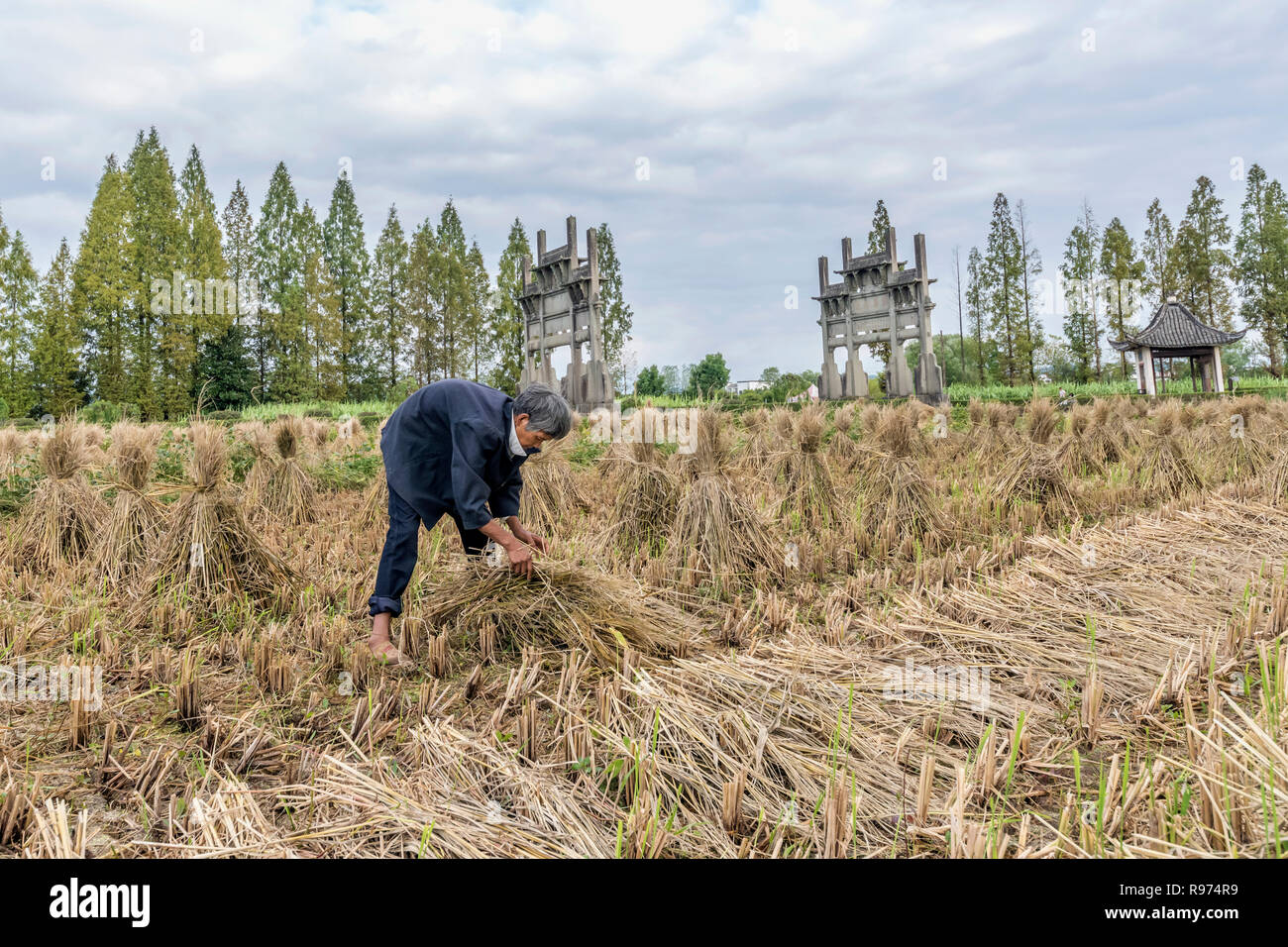 Farmer harvesting rice sheaves with Memorial Arches in background ...