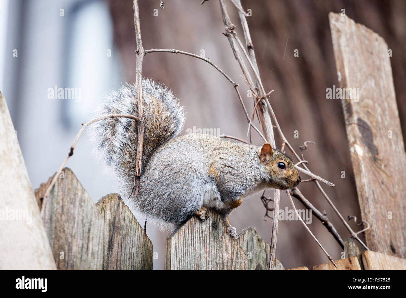 Quebec fauna hi-res stock photography and images - Alamy