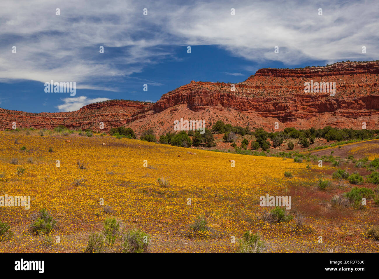 Field of yellow flowers outside of Kanab, Utah Stock Photo - Alamy