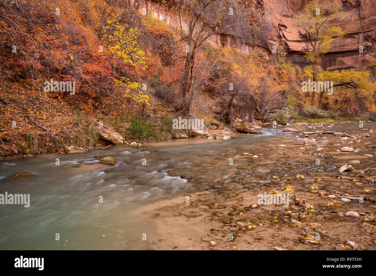 Fall foliage along virgin river hi-res stock photography and images - Alamy