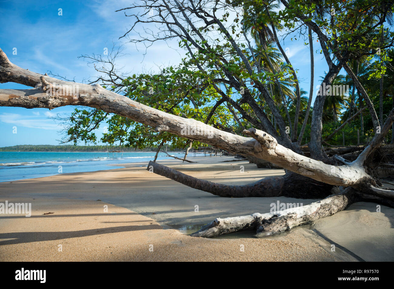 Weathered trunks of fallen tropical seagrape trees line the shore of a ...