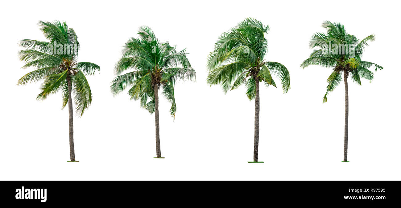 Set of coconut tree isolated on white background used for advertising ...