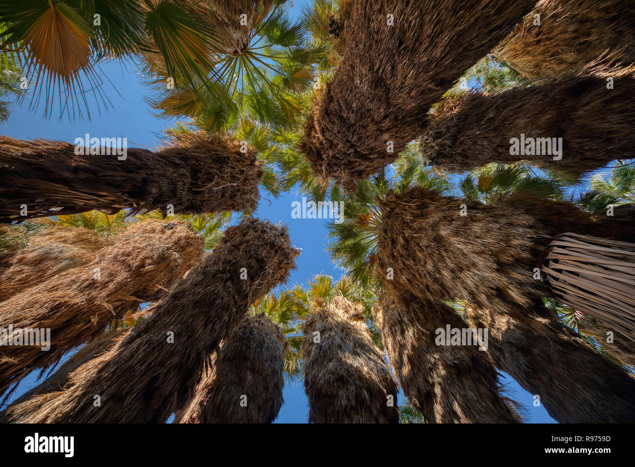 Palm trees looking up Stock Photo - Alamy