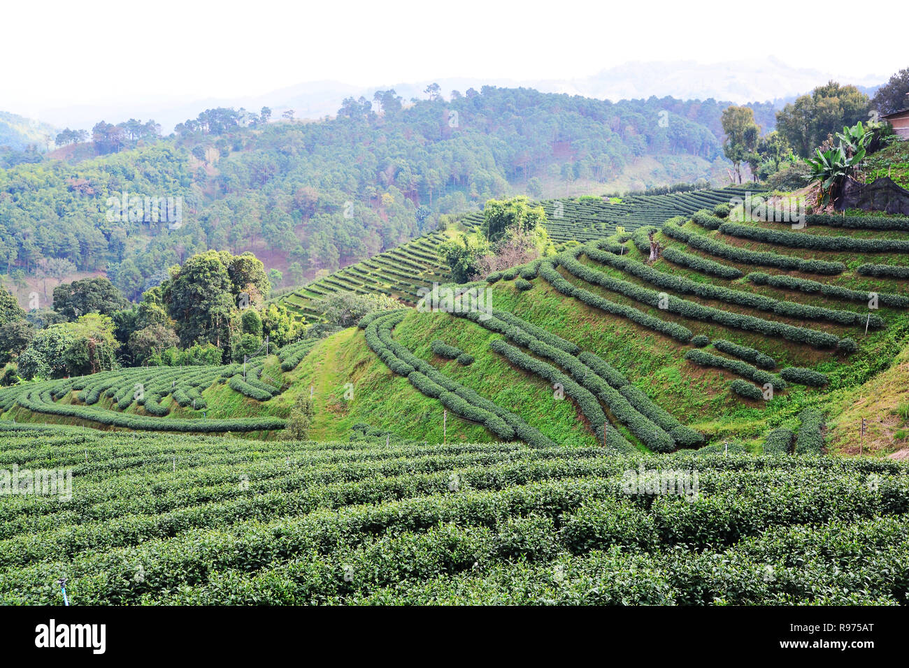 Parkland plantations hi-res stock photography and images - Alamy