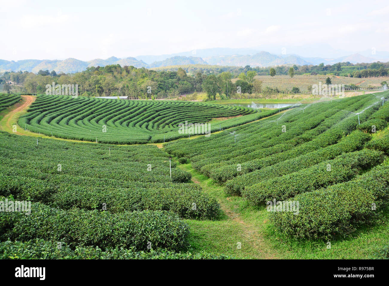 Parkland plantations hi-res stock photography and images - Alamy